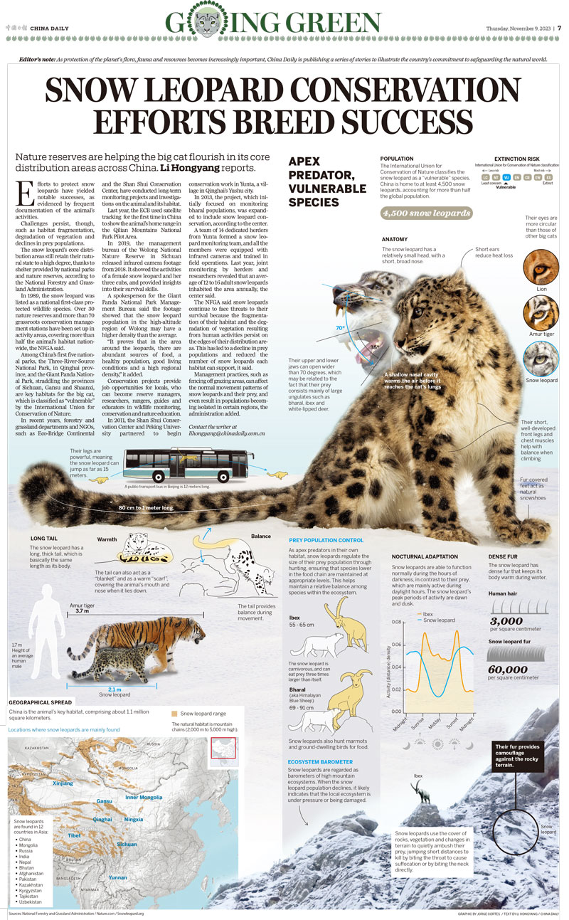 Snowleopard. Apex predator, vulnerable species